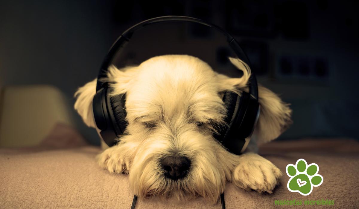 ¿Los perros pueden disfrutar de la música? – Mascotas increibles