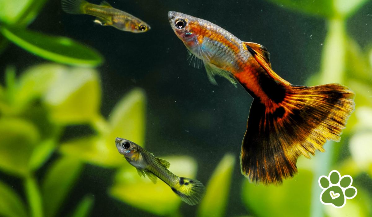 Los peces más comunes de agua dulce para tener en una pecera