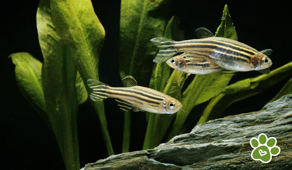 Los peces más comunes de agua dulce para tener en una pecera